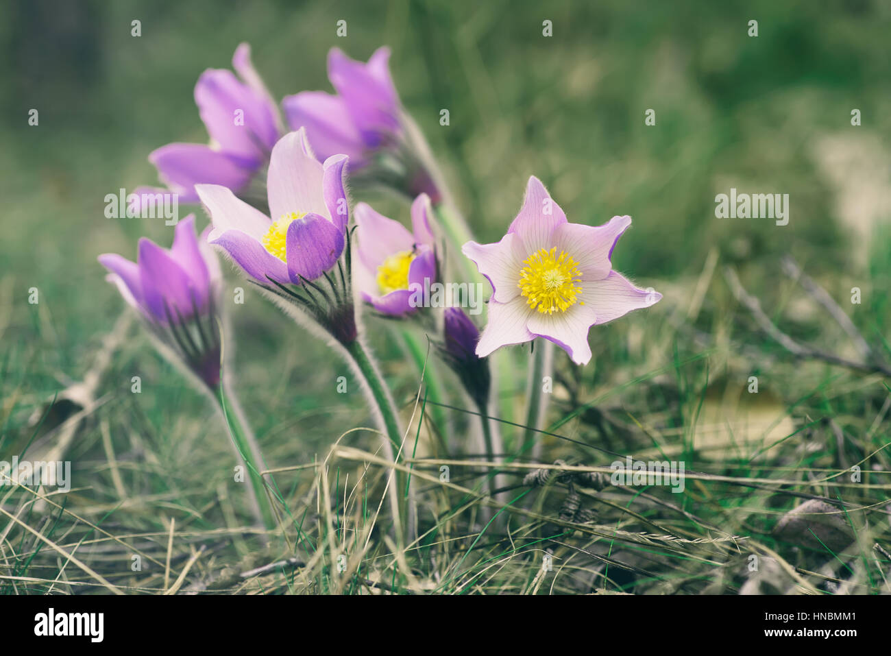 Pasque-flower in nature Stock Photo - Alamy