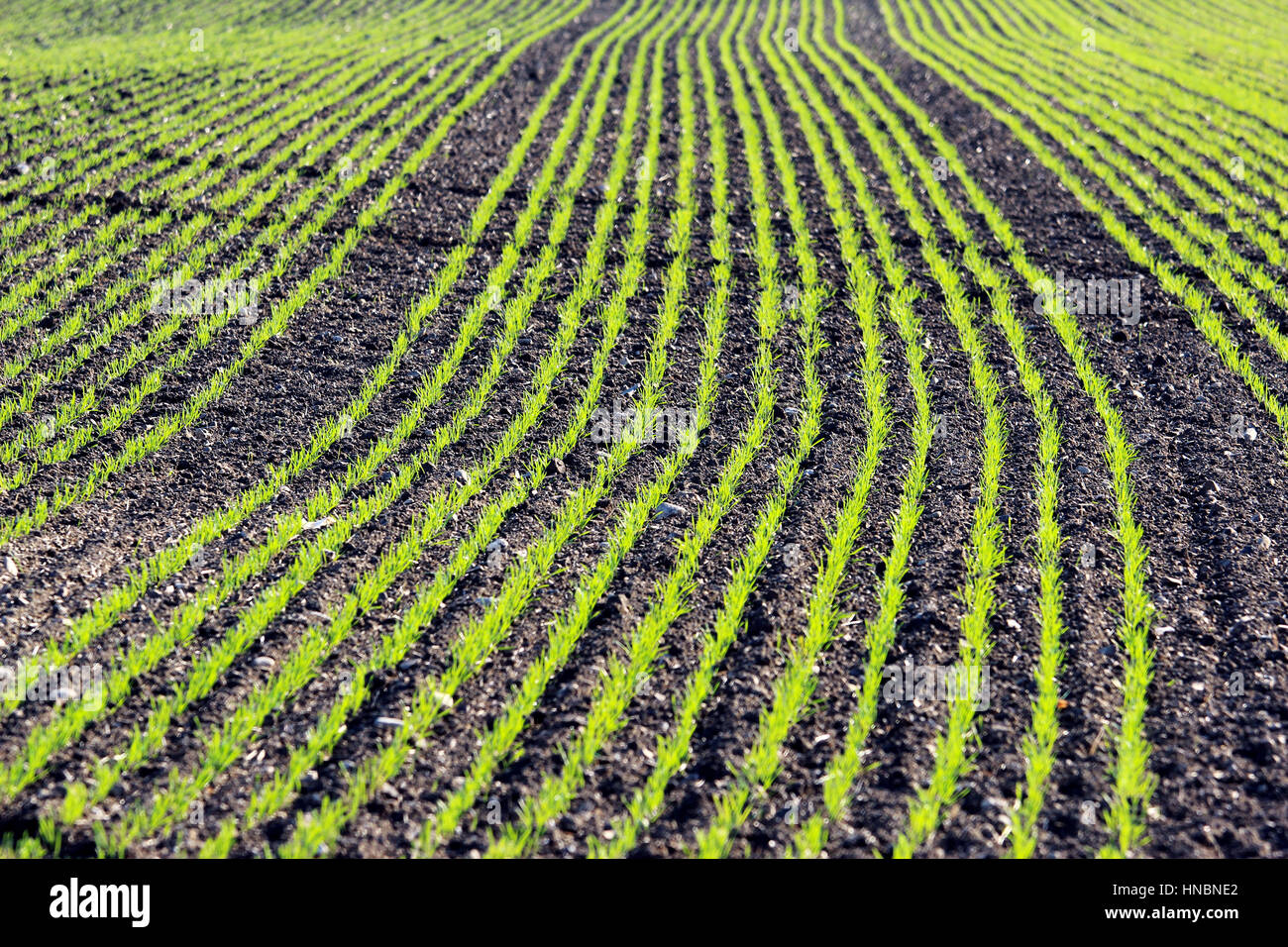 Corn rows hi-res stock photography and images - Alamy