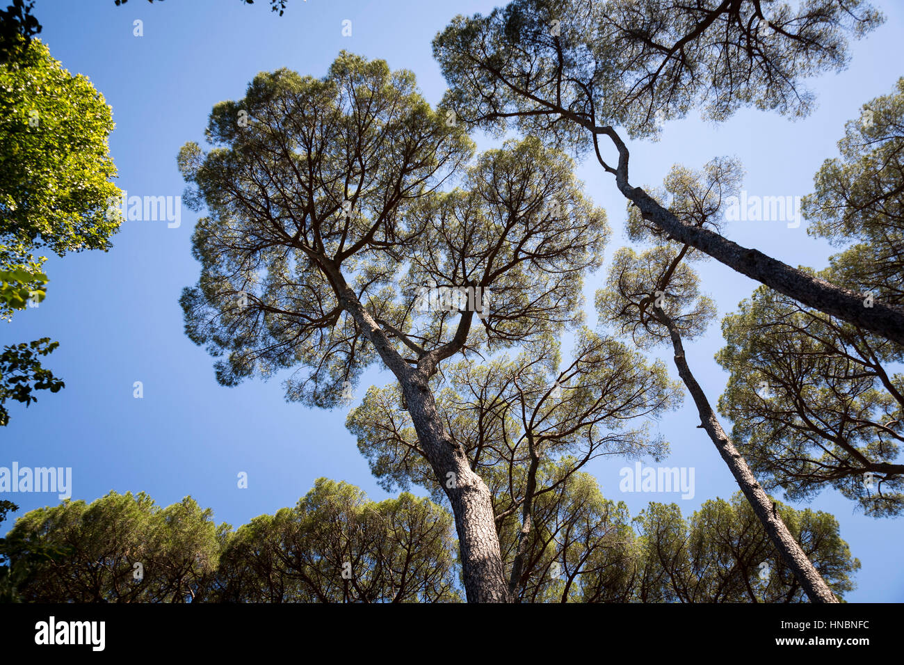 Mediterranean pine trees Stock Photo - Alamy