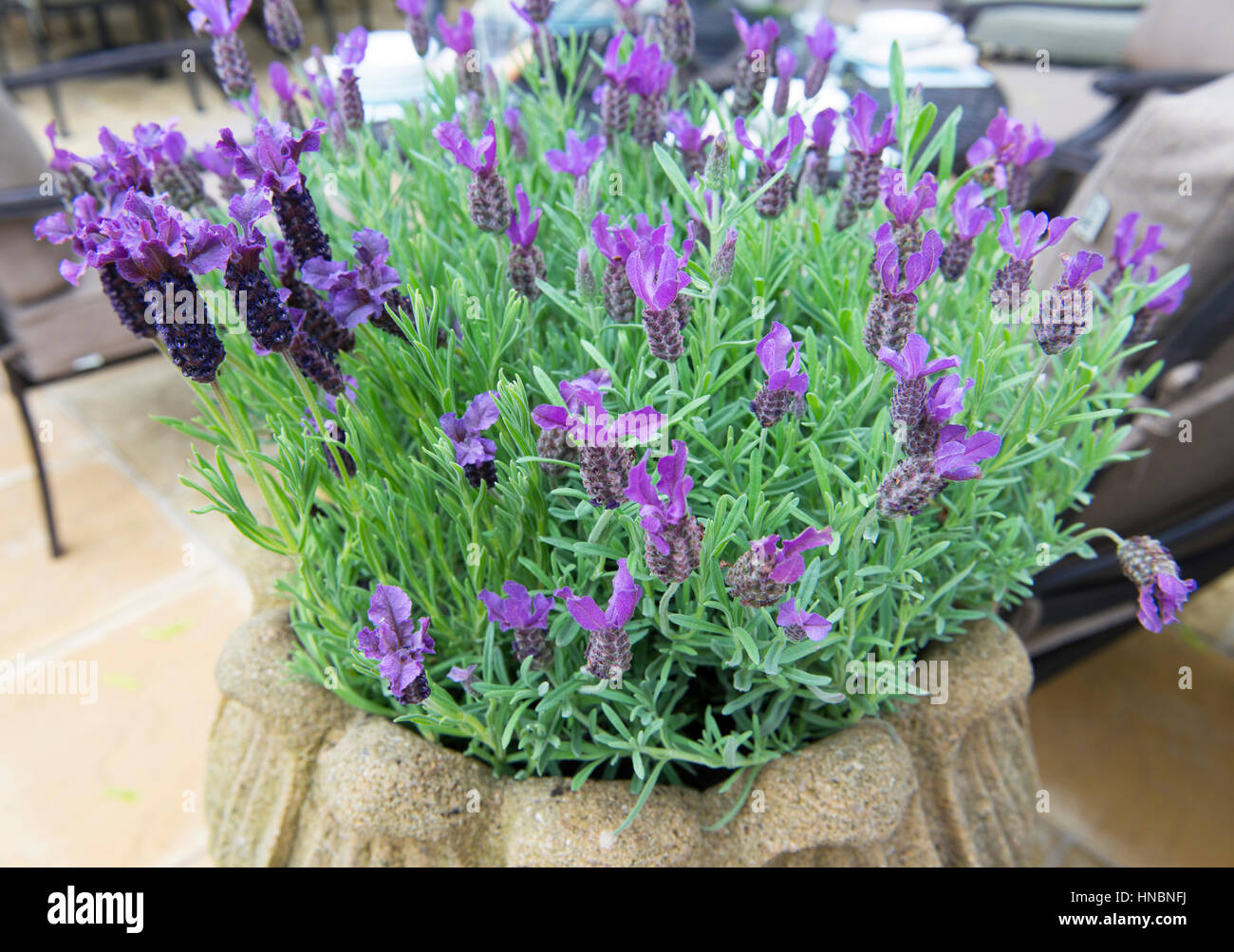 Lavender in planter hi-res stock photography and images - Alamy
