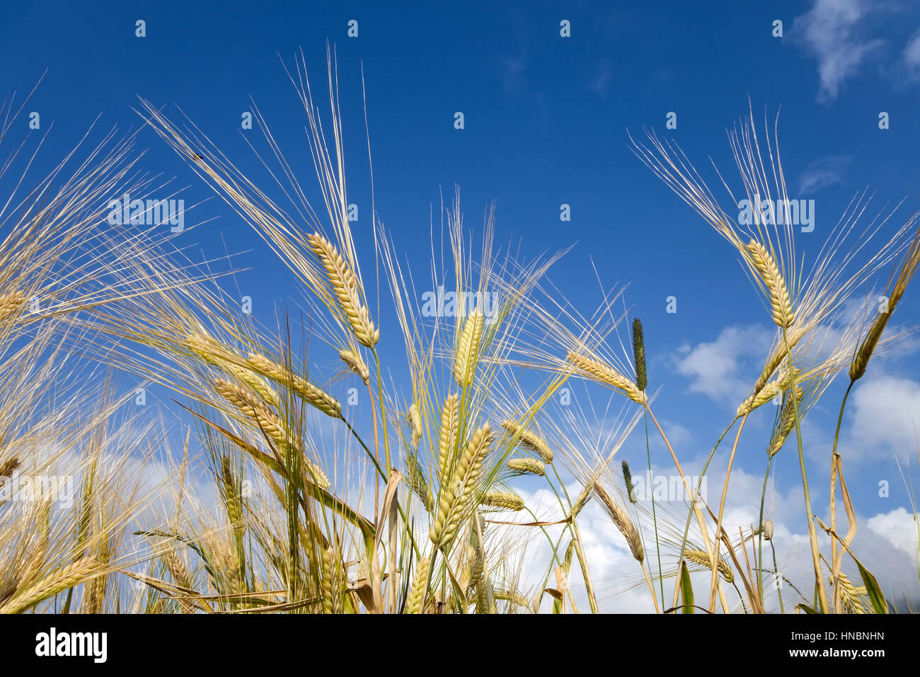 Wheat with the sky background in summer Stock Photo - Alamy