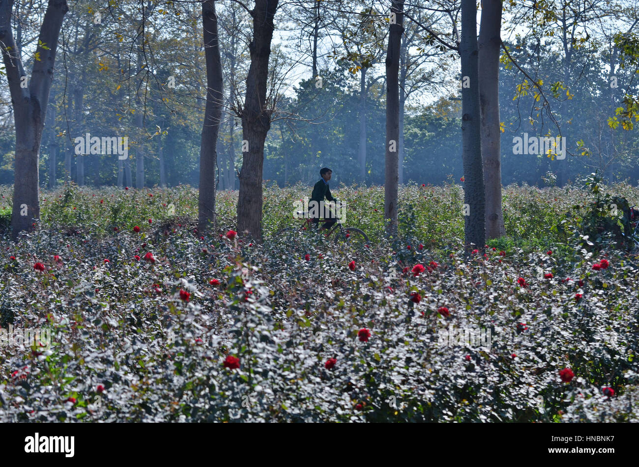 Lahore, Pakistan. 10th Feb, 2017. Pakistani laborers working in red ...
