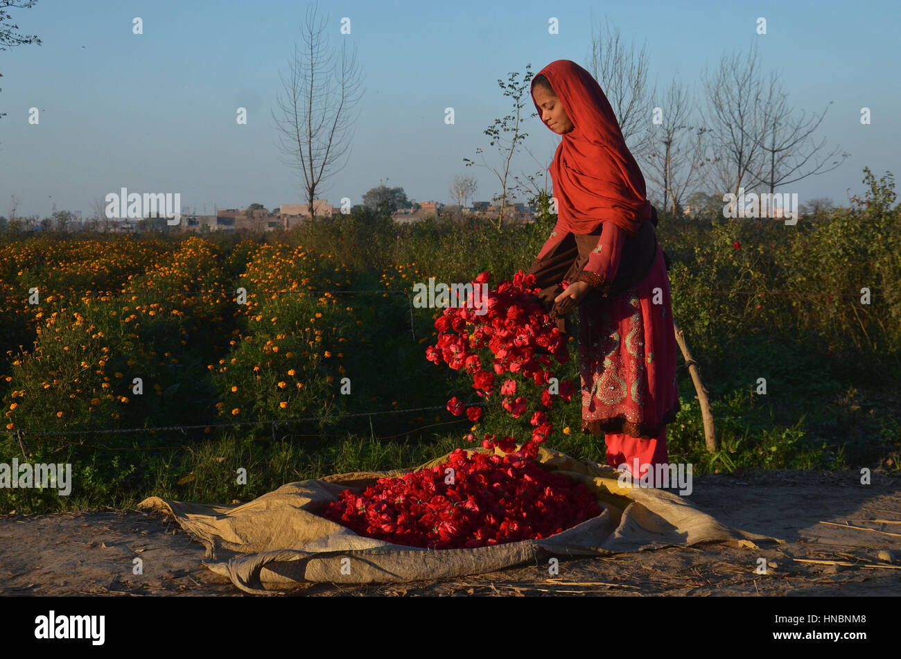 Lahore, Pakistan. 10th Feb, 2017. Pakistani laborers working in red ...