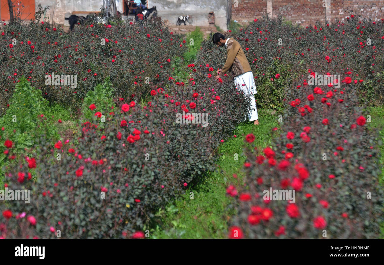 Lahore, Pakistan. 10th Feb, 2017. Pakistani laborers working in red ...