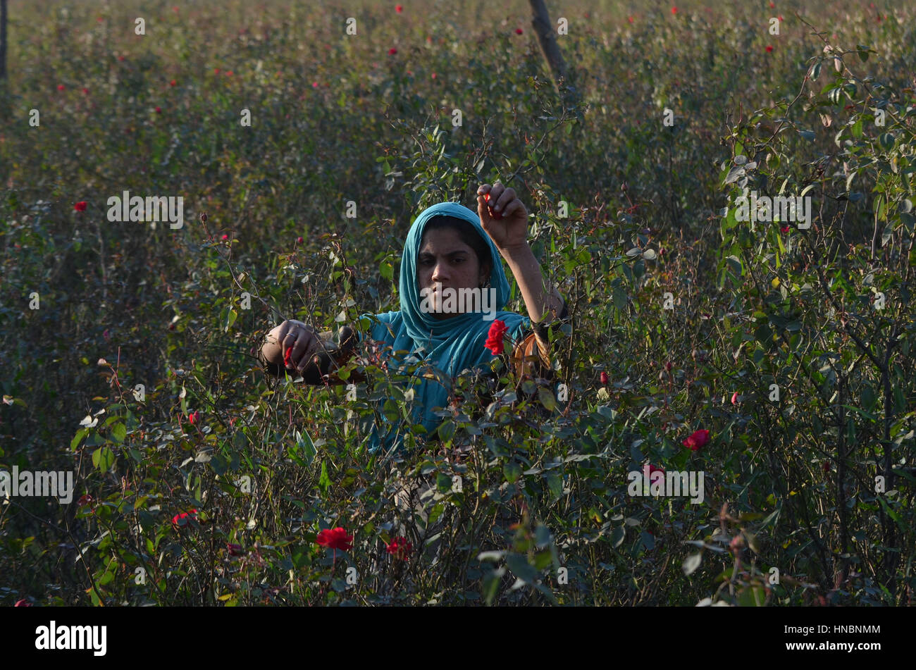 Lahore, Pakistan. 10th Feb, 2017. Pakistani laborers working in red ...