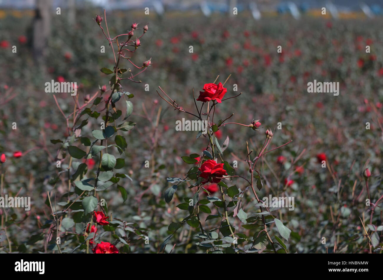 Lahore, Pakistan. 10th Feb, 2017. Pakistani laborers working in red ...