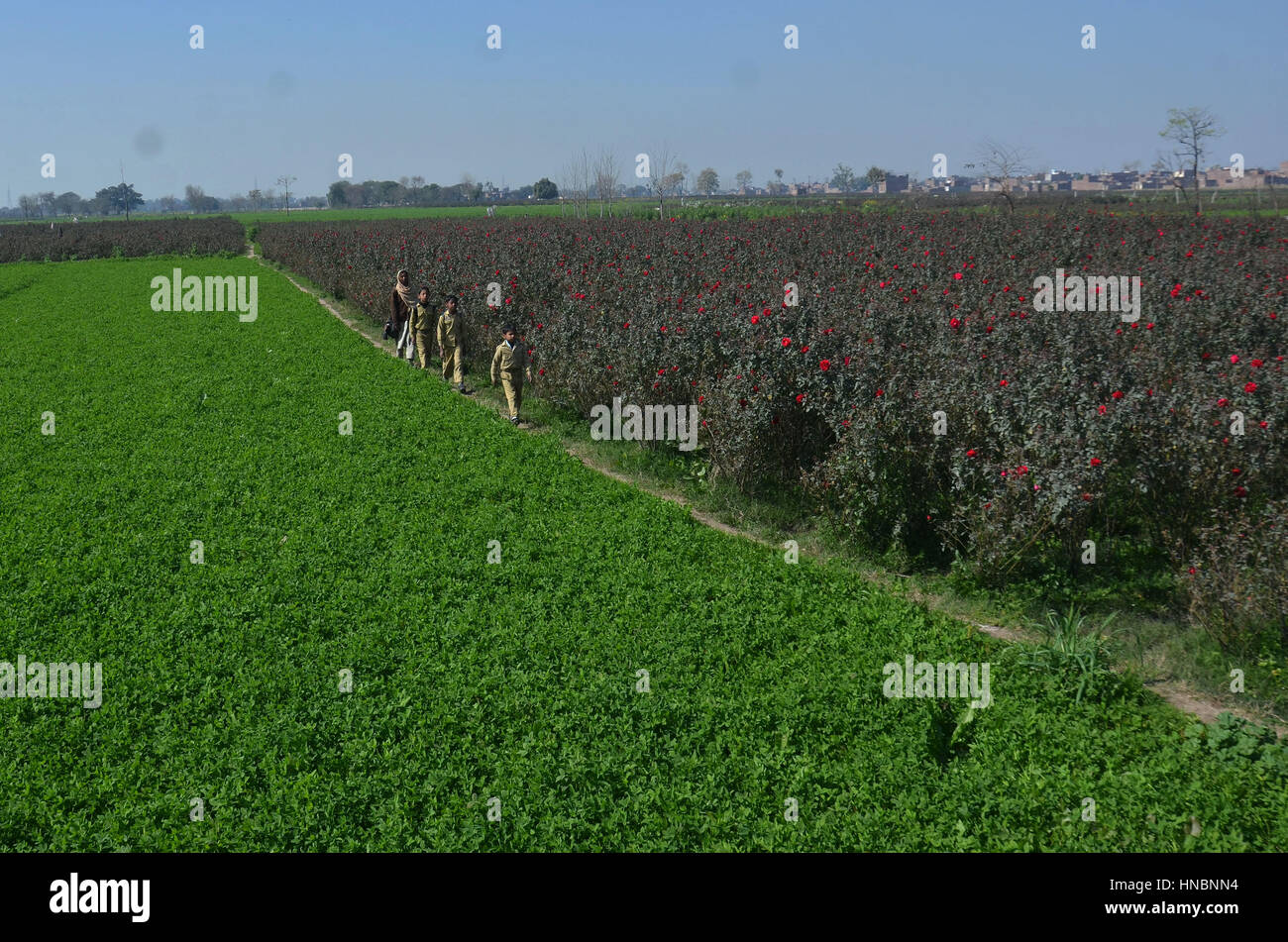 Lahore, Pakistan. 10th Feb, 2017. Pakistani laborers working in red ...