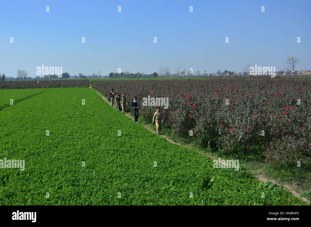 Lahore, Pakistan. 10th Feb, 2017. Pakistani laborers working in red ...