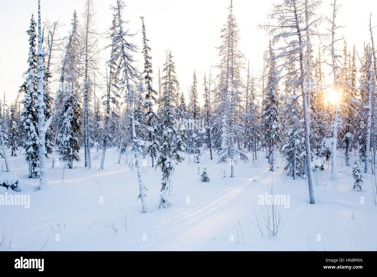 Siberia Taiga Sunset High Resolution Stock Photography and Images - Alamy