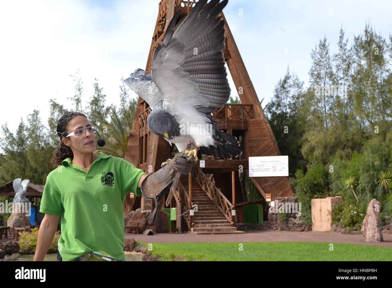 Bird of prey is characterized by keen vision to detect its prey during ...