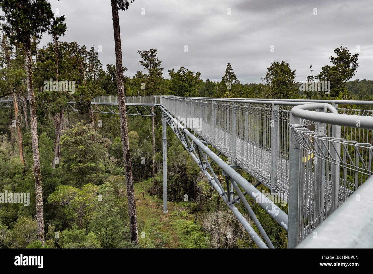 West Coast Treetop Walk, Hokitika, South Island, New Zealand Stock ...