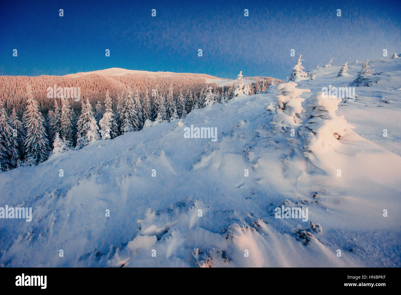 magical winter snow covered tree Stock Photo - Alamy