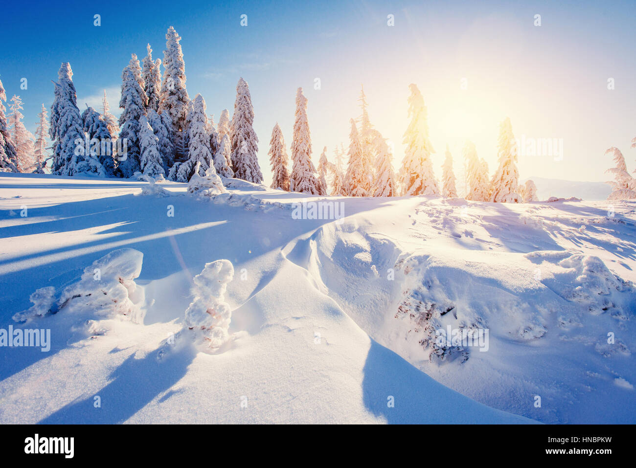 magical winter snow covered tree Stock Photo - Alamy