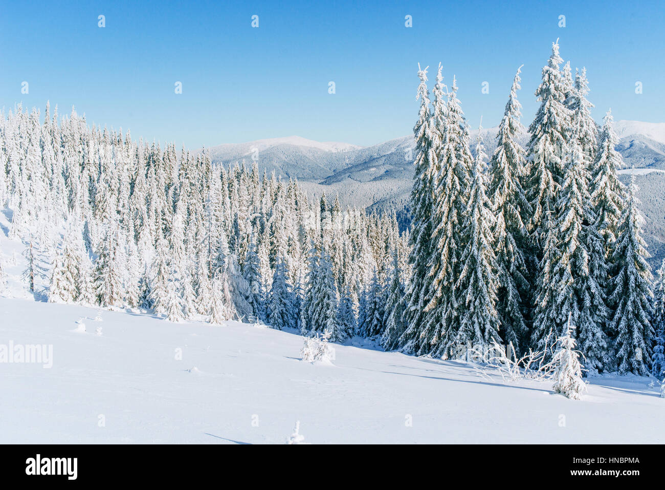 magical winter snow covered tree Stock Photo - Alamy