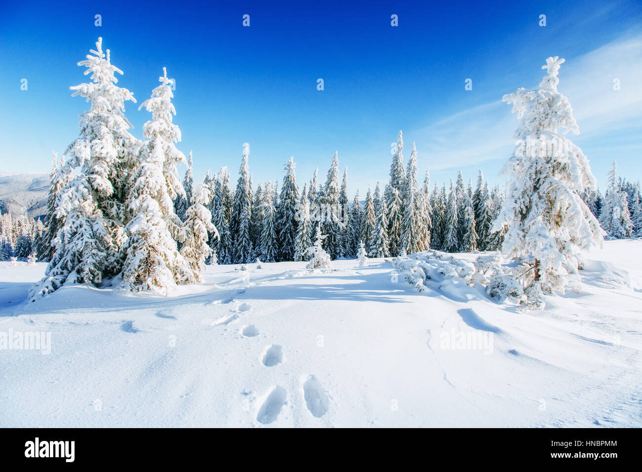 magical winter snow covered tree Stock Photo - Alamy