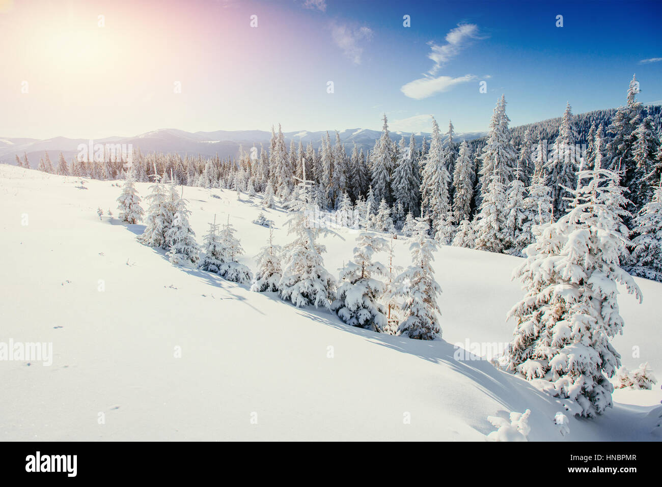 magical winter snow covered tree Stock Photo - Alamy