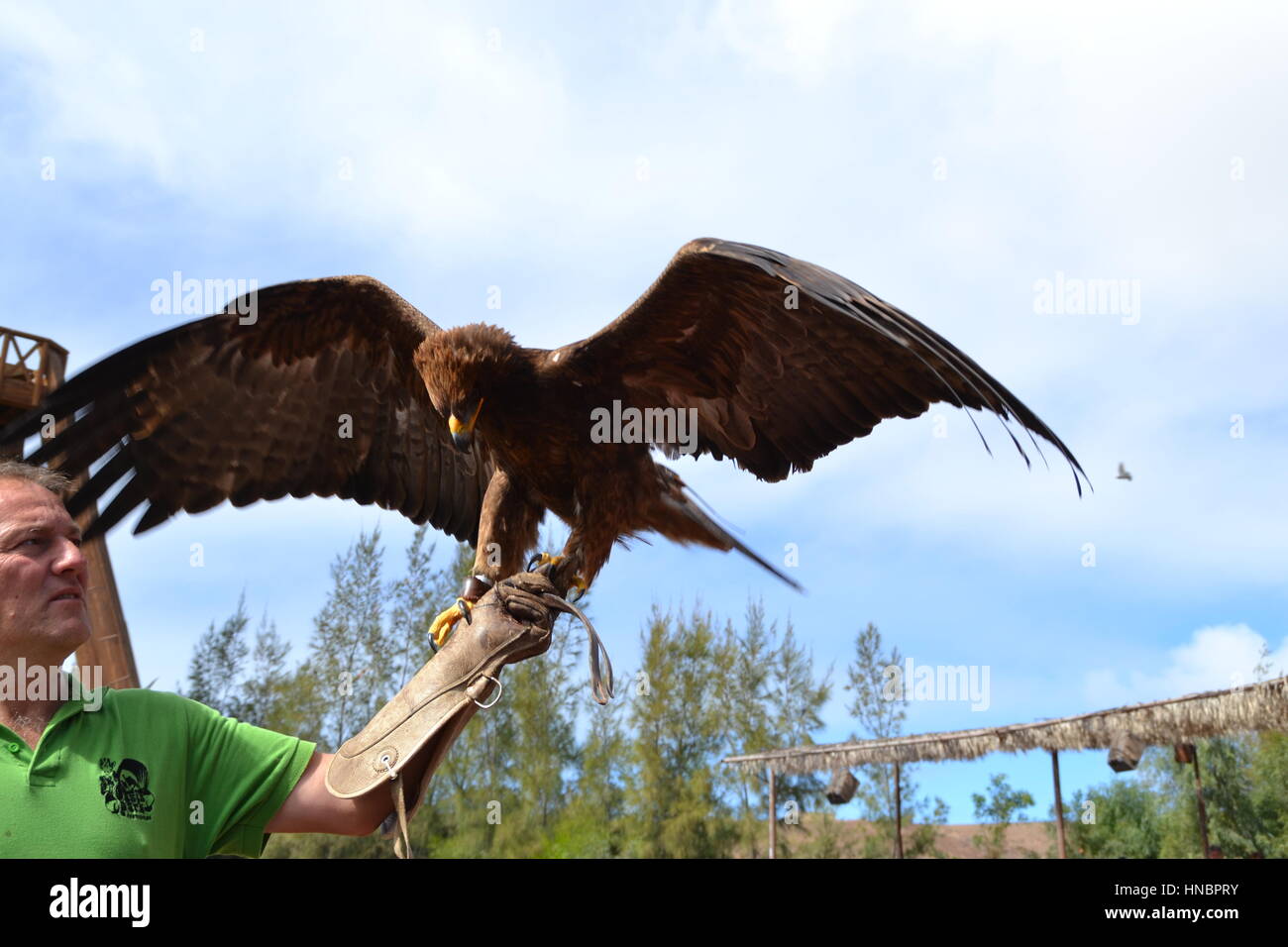 Bird of prey is characterized by keen vision to detect its prey during ...