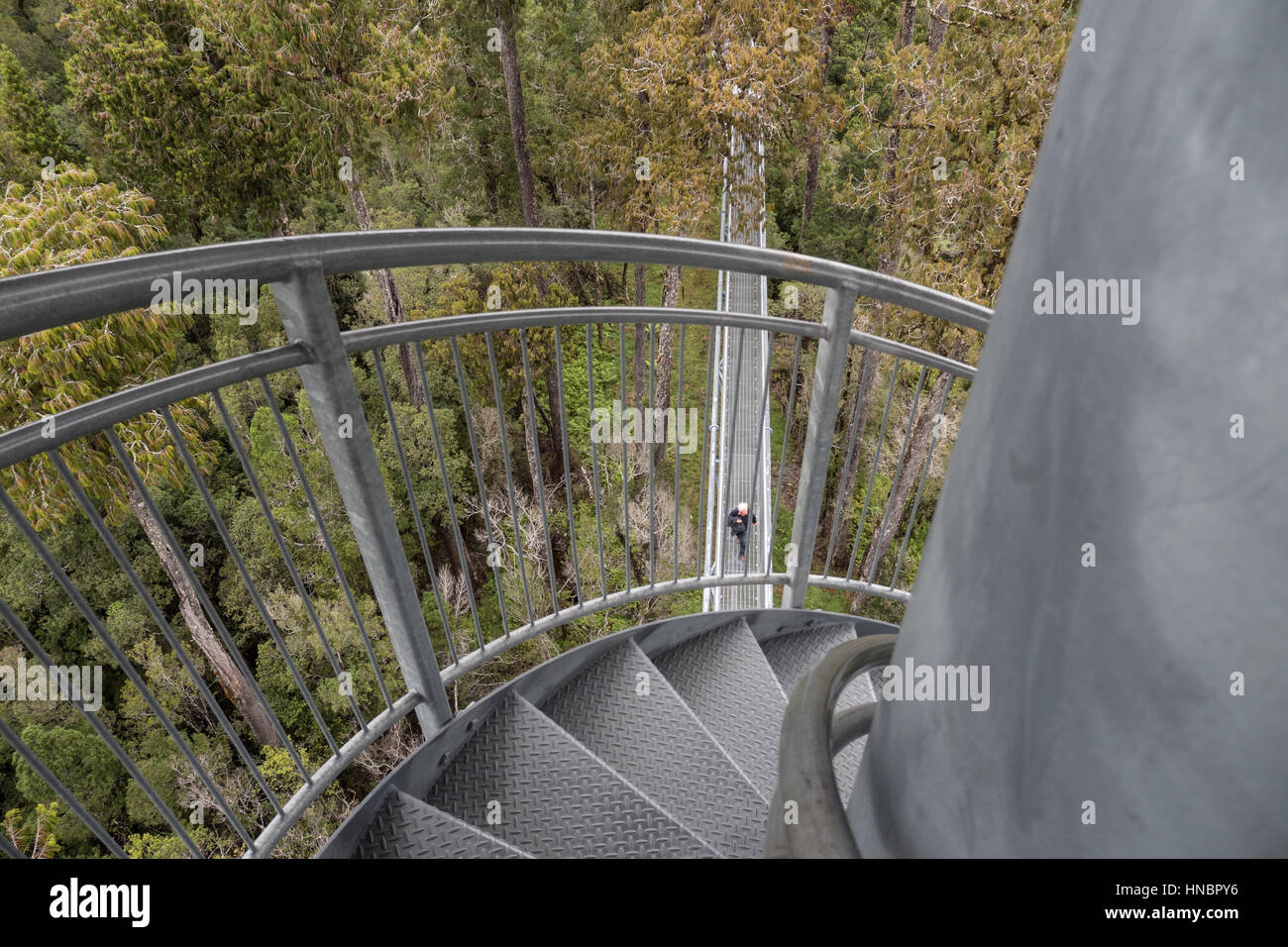 West Coast Treetop Walk, Hokitika, South Island, New Zealand Stock ...