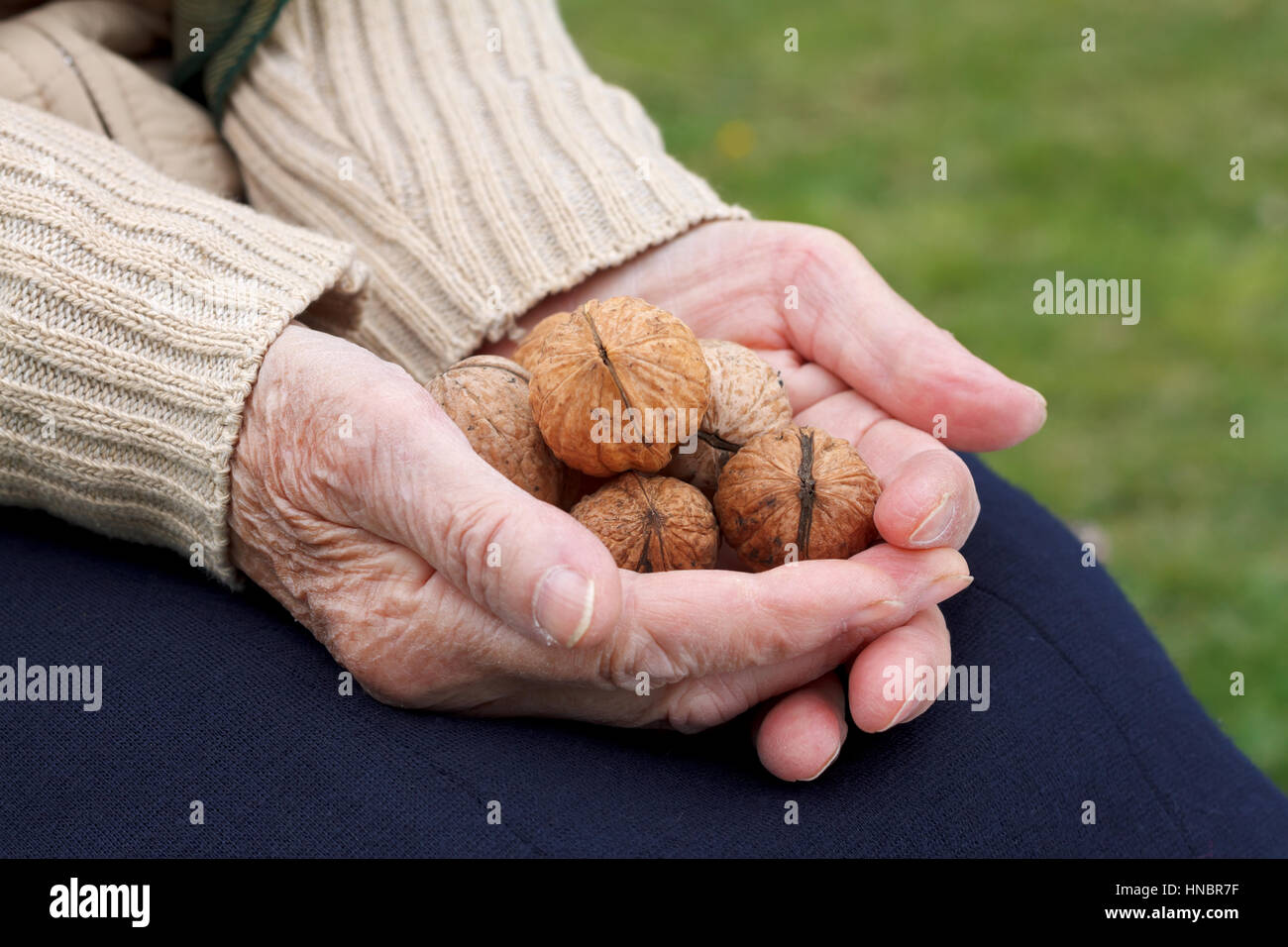 Woman holding tasty walnuts hi-res stock photography and images - Alamy