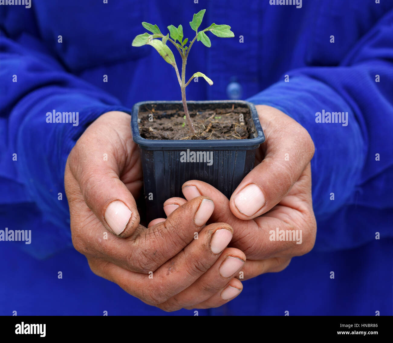 Female hand holding a seedling in her palm Stock Photo - Alamy