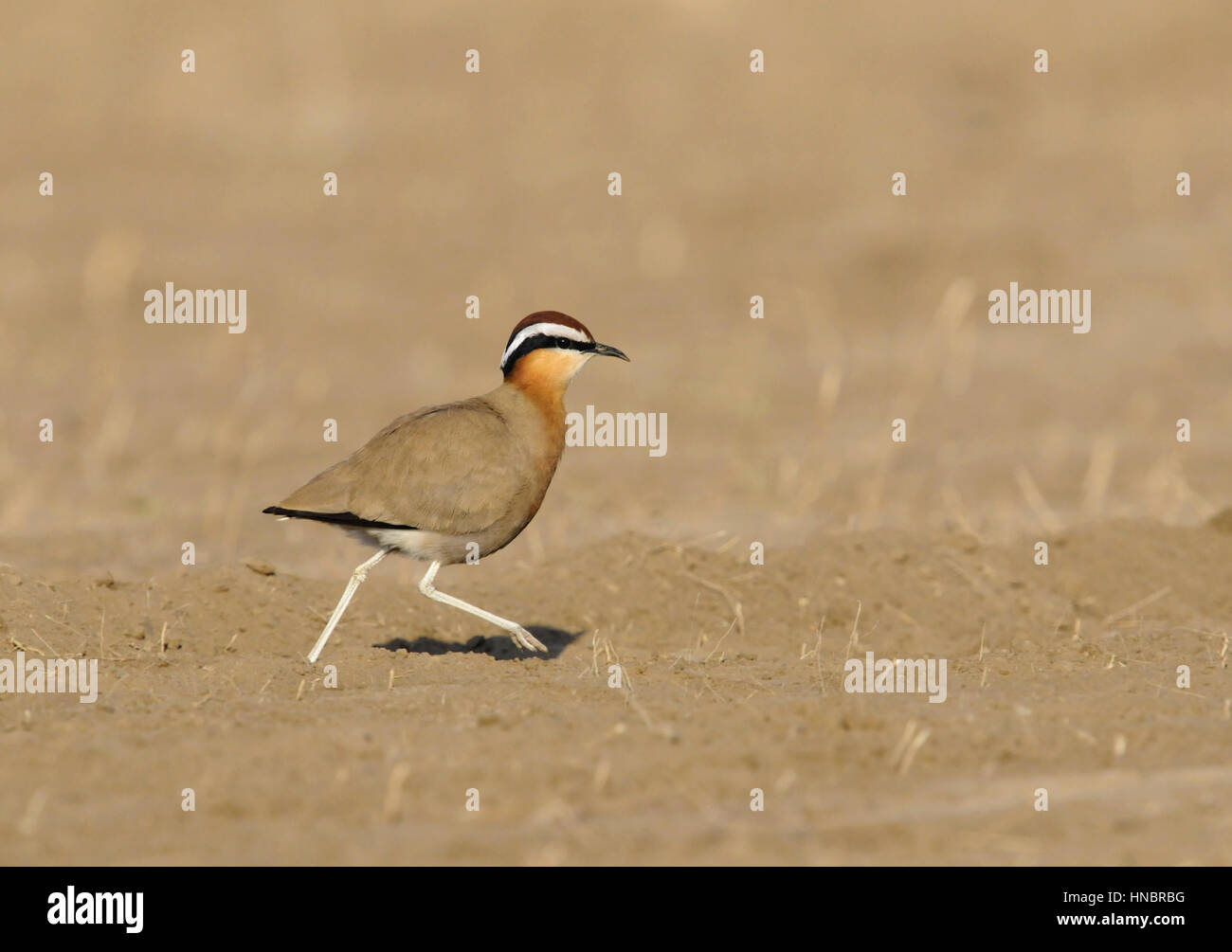 Indian coursers hi-res stock photography and images - Alamy