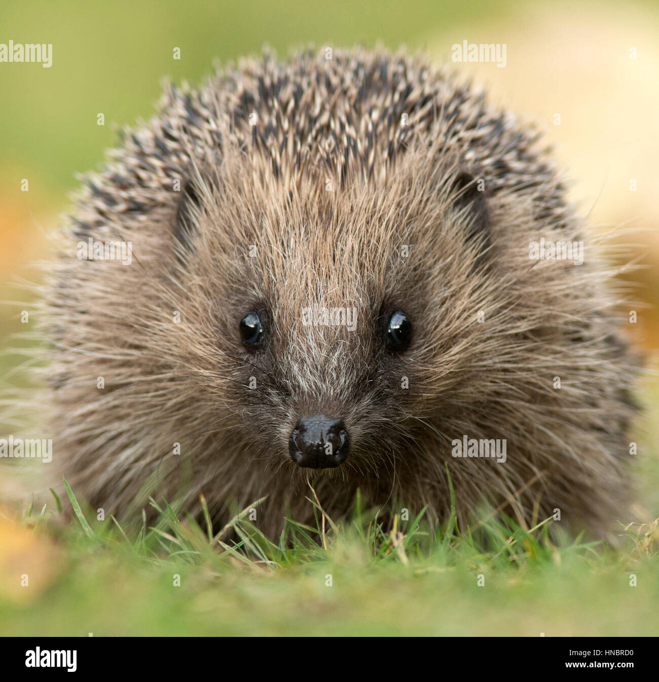 Hedgehog - Erinaceus europaeus Stock Photo - Alamy