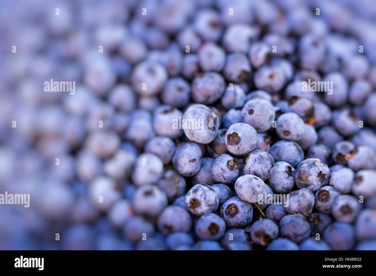 Fresh Bilberries. Close-up background Stock Photo - Alamy