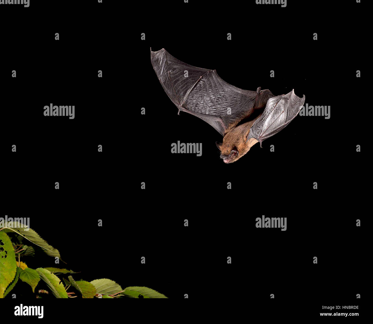 Common Pipistrelle - Pipistrellus pipistrellus Stock Photo - Alamy