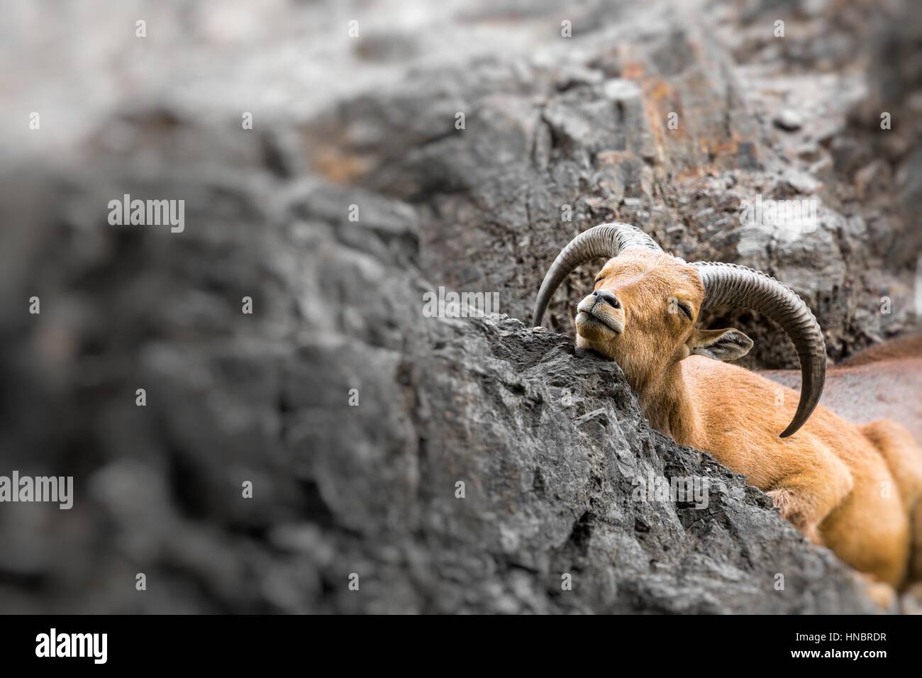 West caucasian tur goat in nature Stock Photo - Alamy