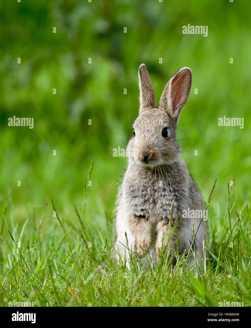 Rabbit - Oryctolagus cuniculus Stock Photo - Alamy