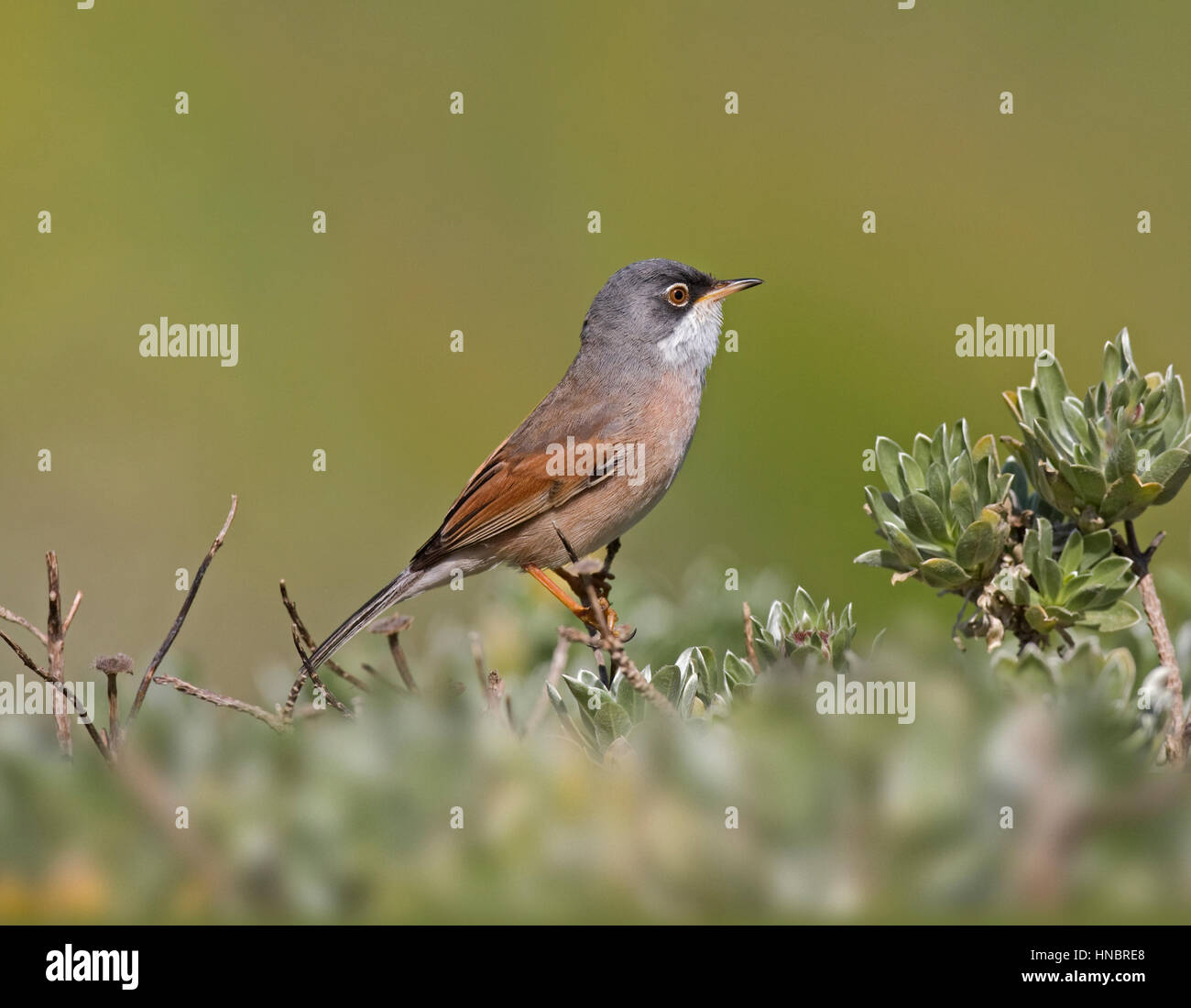 Spectacled Warbler - Sylvia conspicillata orbitalis - male Stock Photo ...