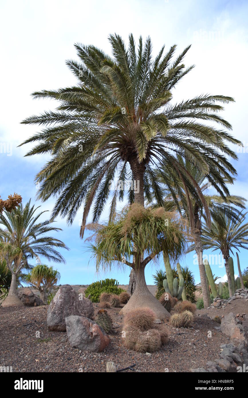 Unbranched evergreen tree hi-res stock photography and images - Alamy