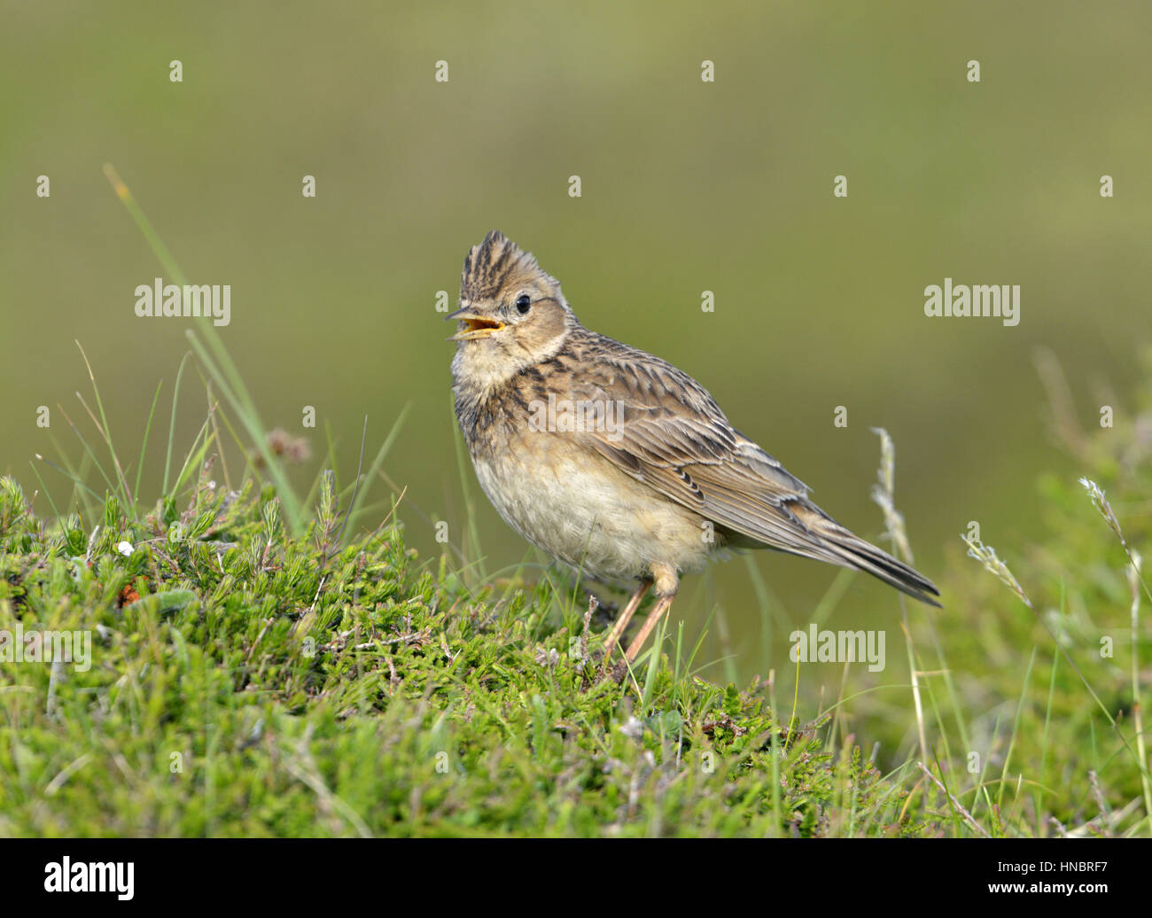Skylark bird hi-res stock photography and images - Alamy