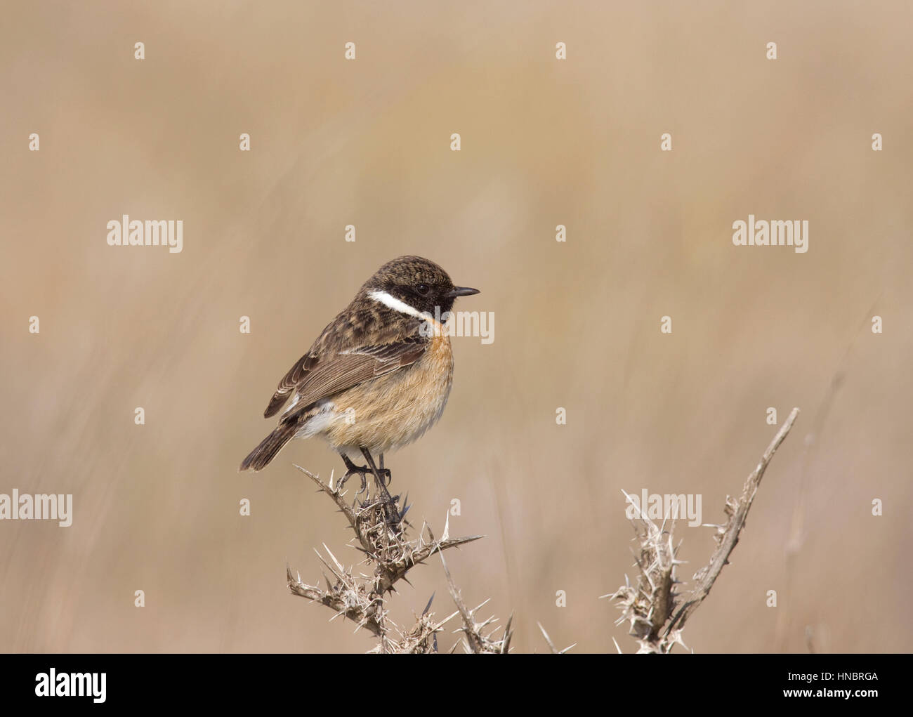 Stonechat - Saxicola torquata - male Stock Photo - Alamy