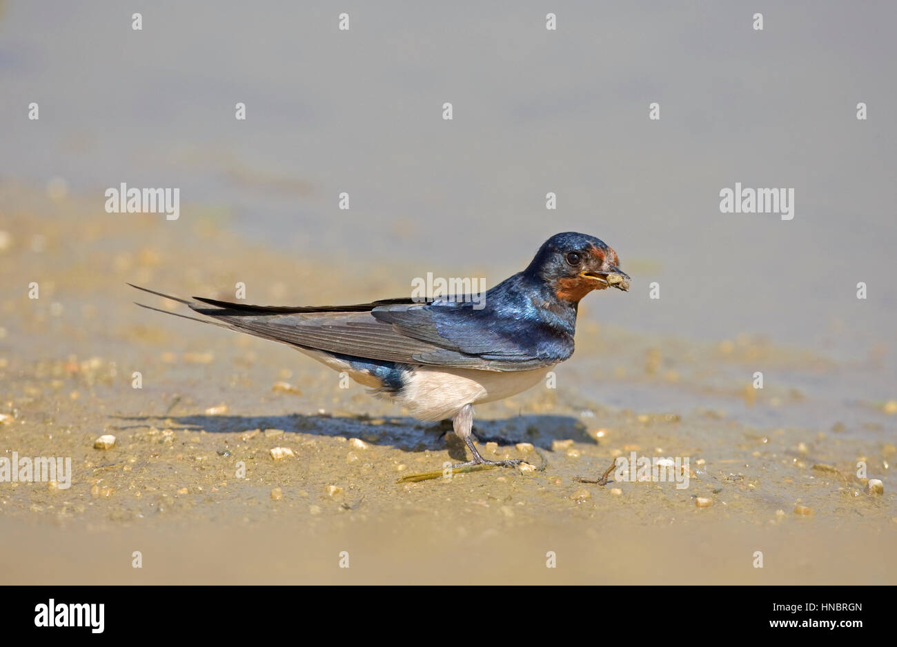 Swallow - Hirundo rustica Stock Photo - Alamy