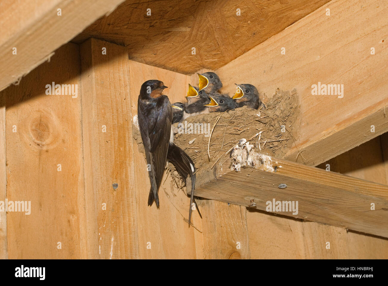 Hirundo rustica feeding young hi-res stock photography and images - Alamy