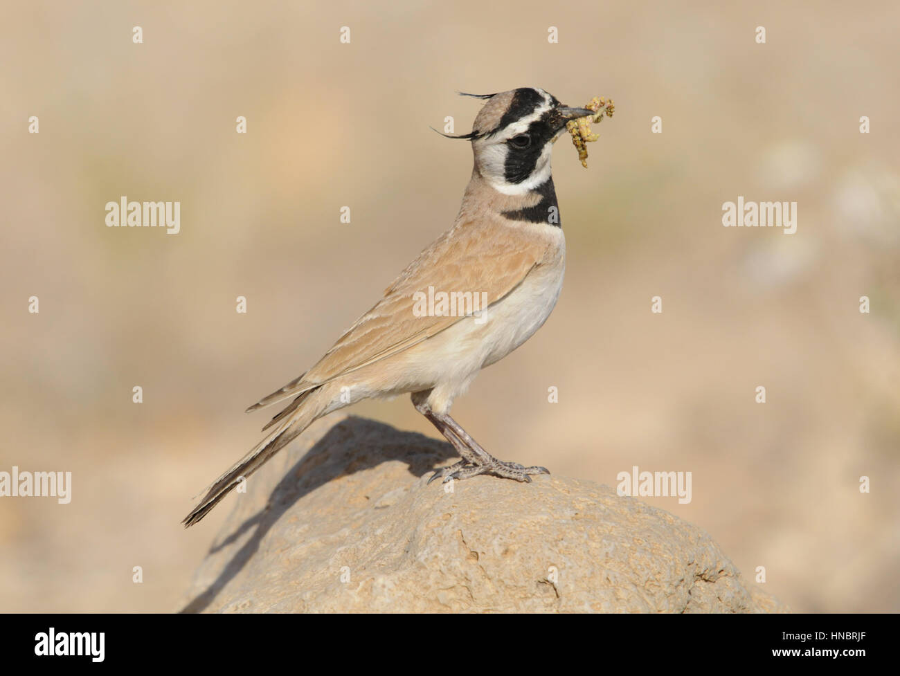 Temminck's Lark - Eremophila bilopha Stock Photo - Alamy