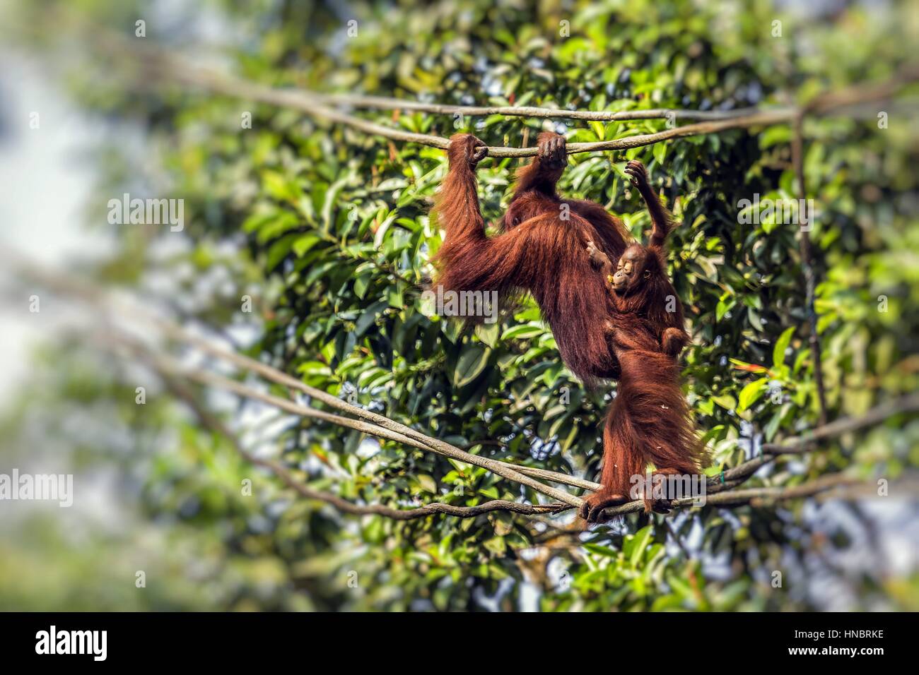 Orangutan in the jungle of Borneo Indonesia Stock Photo - Alamy