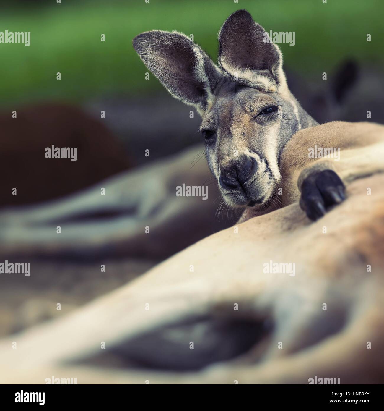 Big red kangaroo hi-res stock photography and images - Alamy