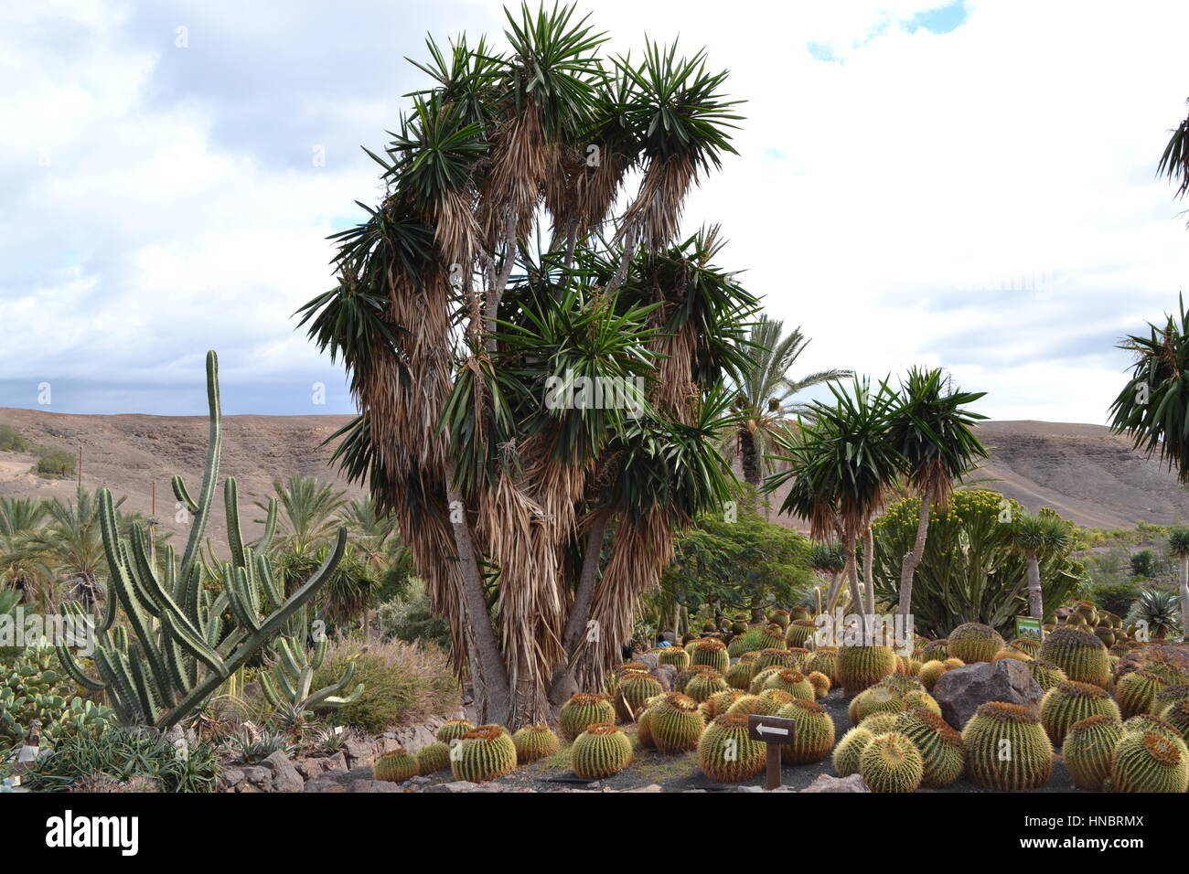 Unbranched evergreen tree hi-res stock photography and images - Alamy