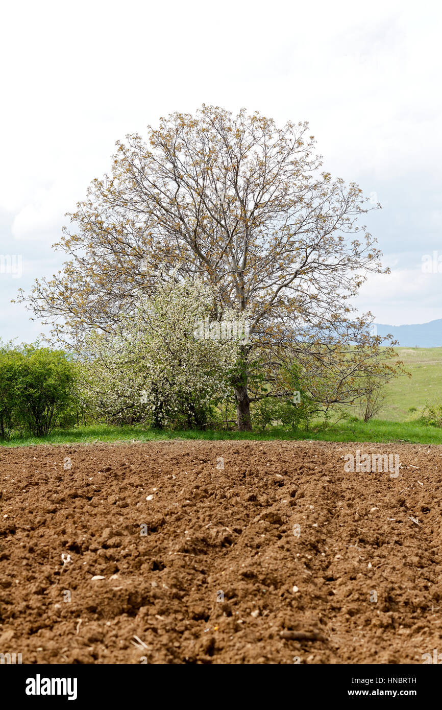 Beautiful picture of a tree and a field Stock Photo - Alamy