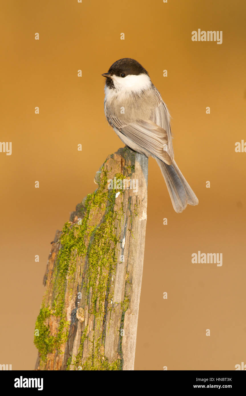 Willow Tit, Parus montanus, on thick branch with brown leaf background ...