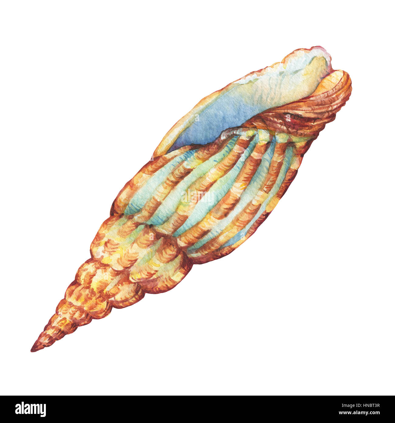 Set of underwater life objects - illustrations of various tropical ...