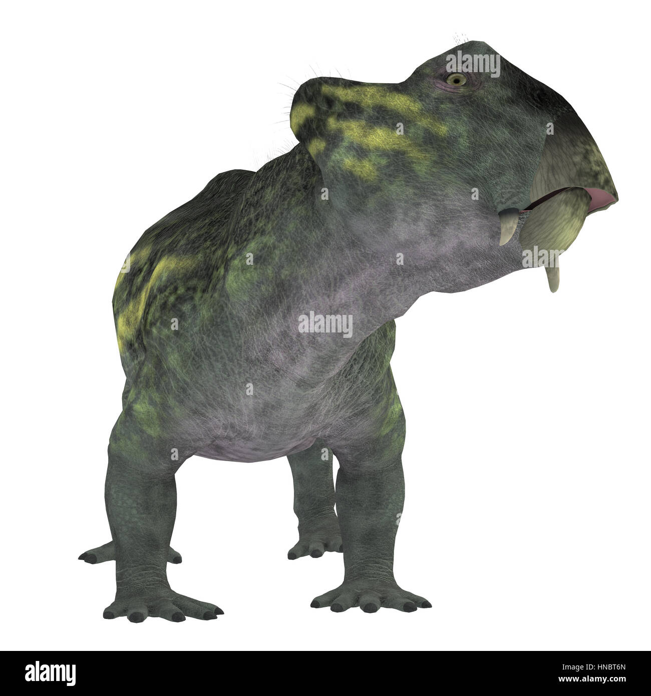 Lystrosaurus was a dicynodont therapsid dinosaur that lived in the ...