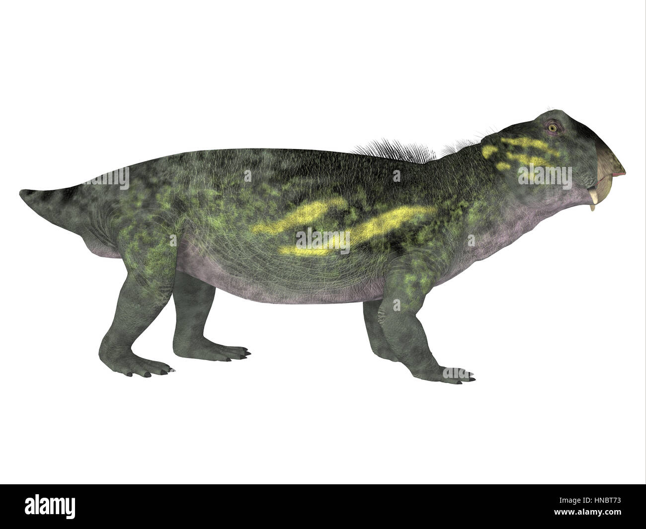 Lystrosaurus was a dicynodont therapsid dinosaur that lived in the ...