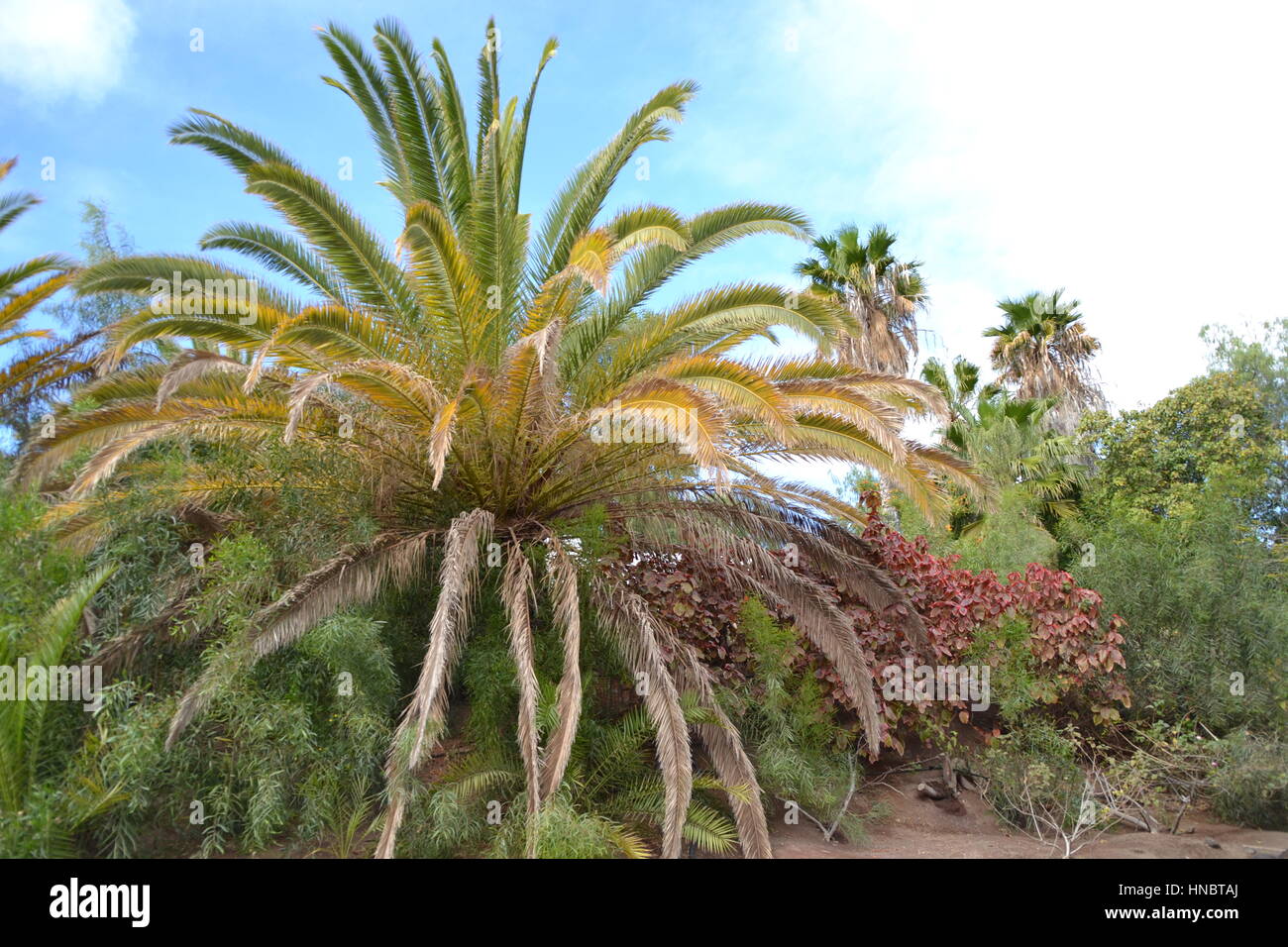 Unbranched evergreen tree hi-res stock photography and images - Alamy