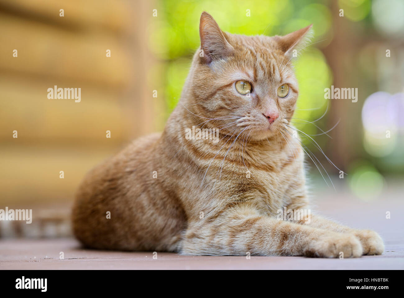 Male orange tabby cat lying down outdoors being alert Stock Photo - Alamy