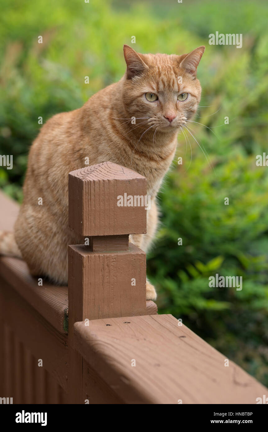 Cat on outdoor porch railing Stock Photo - Alamy