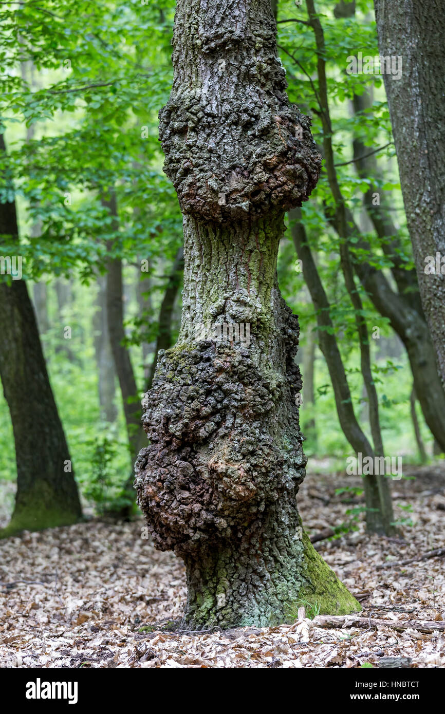 Old oak tree trunk in spring Stock Photo - Alamy