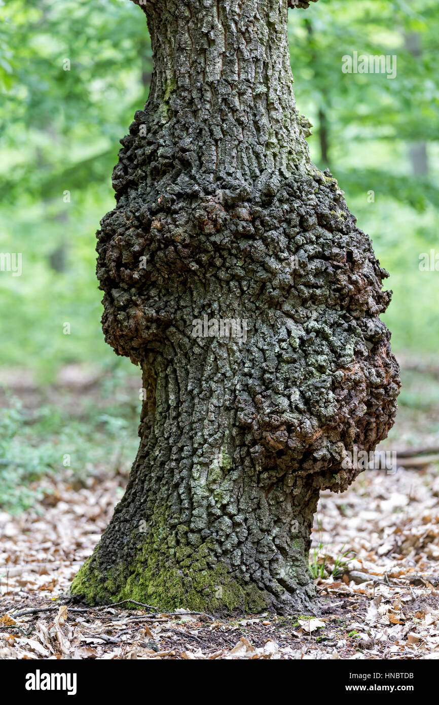 Old oak tree trunk in spring Stock Photo - Alamy